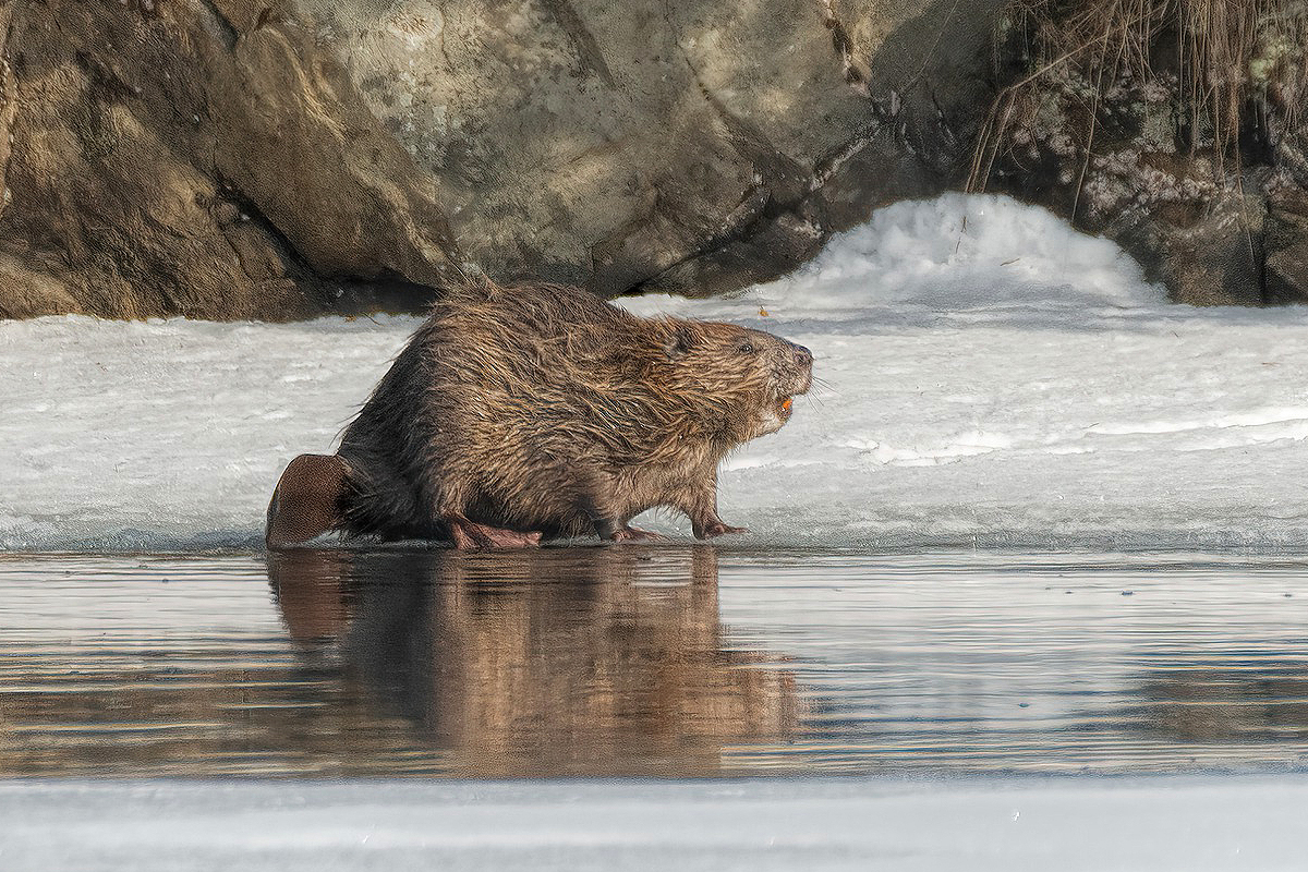 Le castor américain, un animal emblématique de New York - CNEWYORK